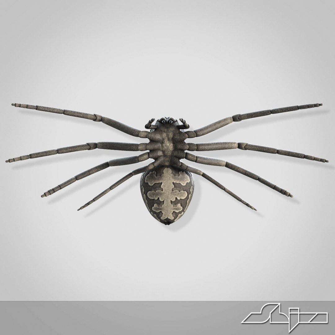 3d Model Spider 2