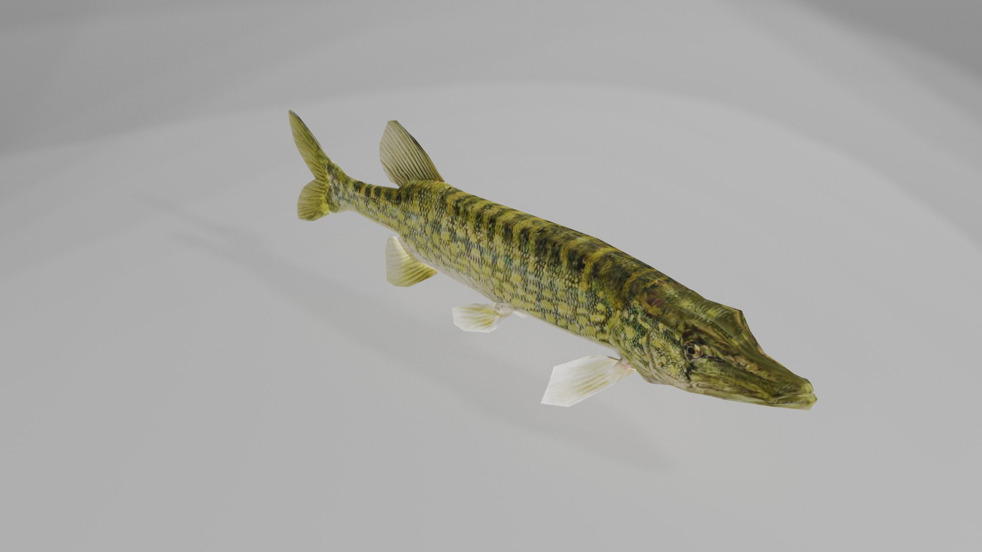 3D Model 13 Freshwater Fish - TurboSquid 1310423