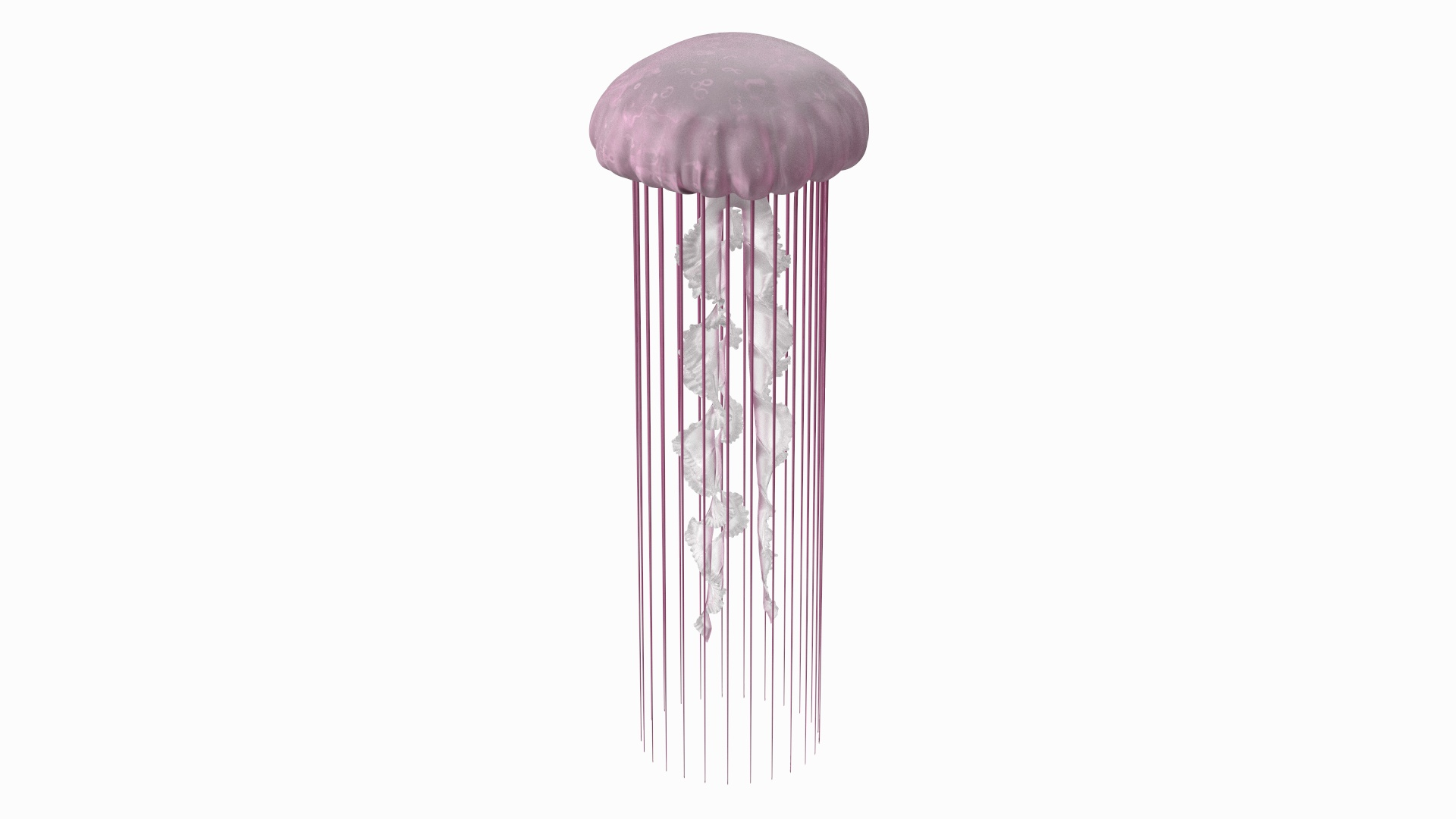 3D Neon Pink Jellyfish Rigged Model - TurboSquid 2385501