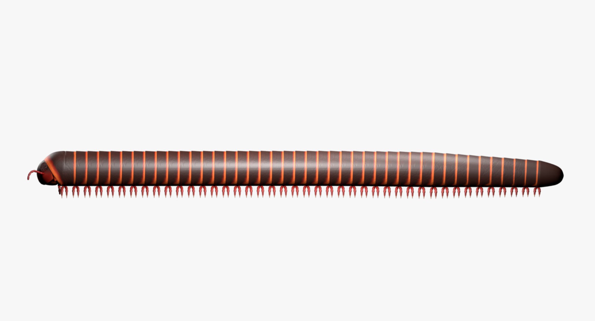 Giant Millipede 3D Model - TurboSquid 1330263