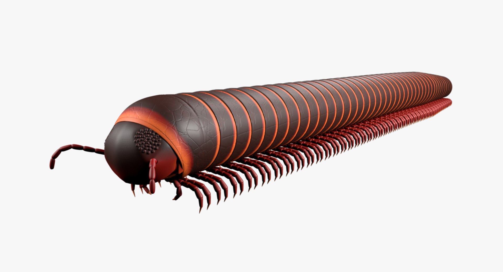 Giant Millipede 3D Model - TurboSquid 1330263