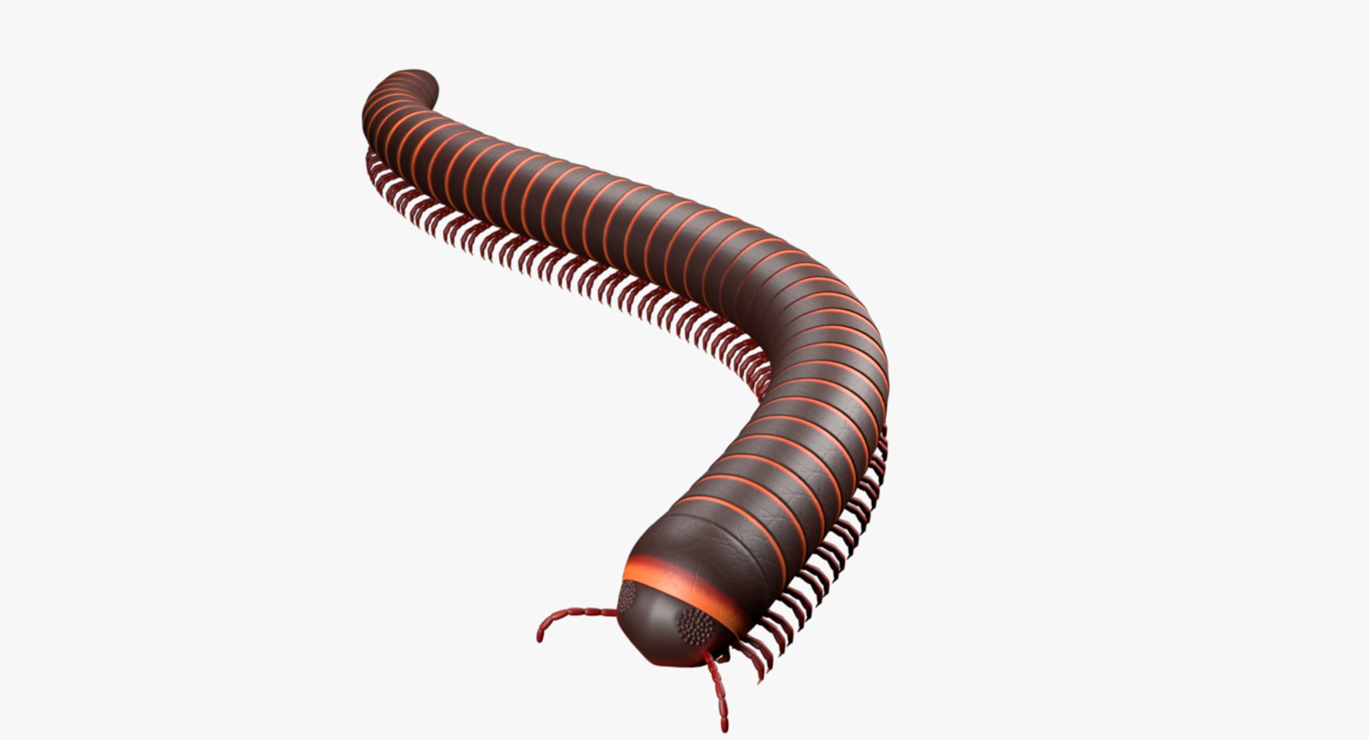 Giant Millipede 3D Model - TurboSquid 1330263