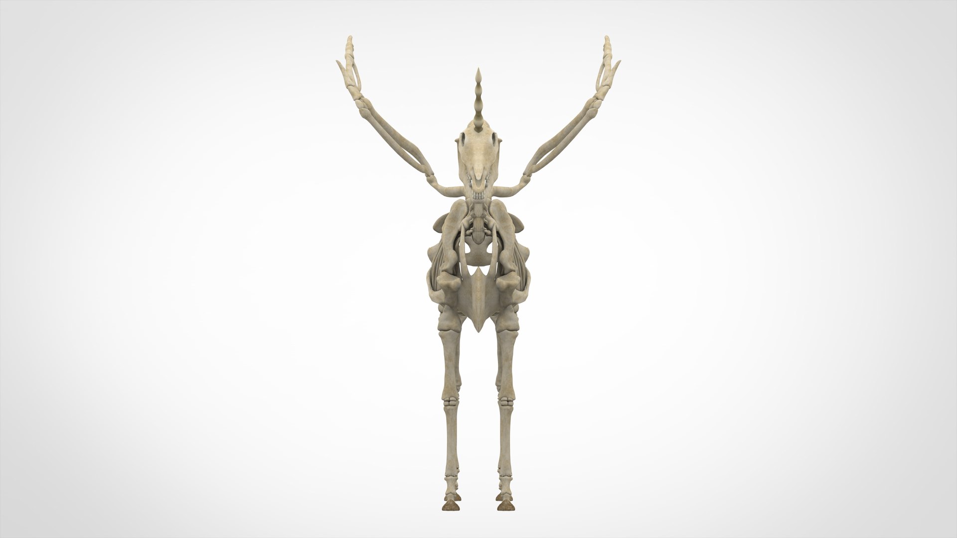 3D Alicorn Skeleton - TurboSquid 1523805