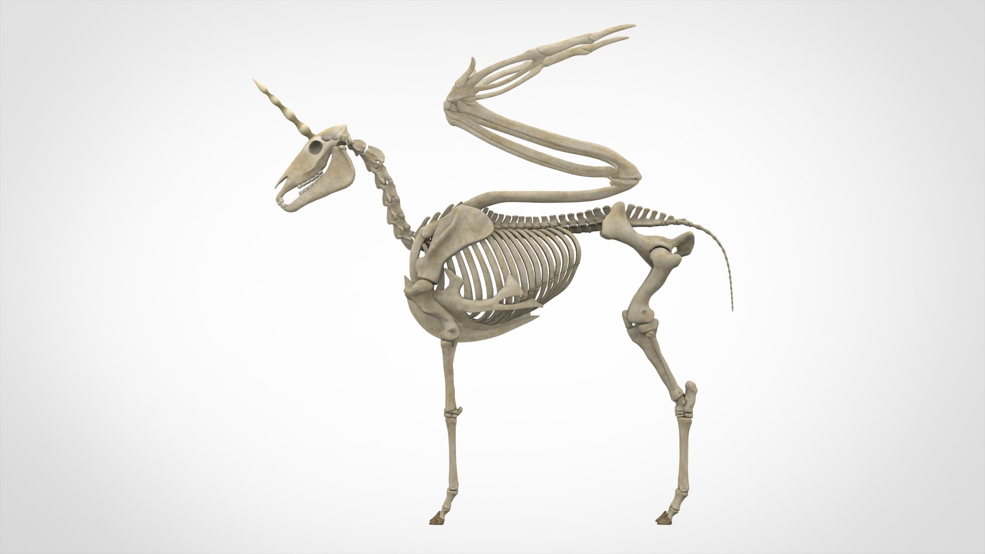 3D Alicorn Skeleton - TurboSquid 1523805