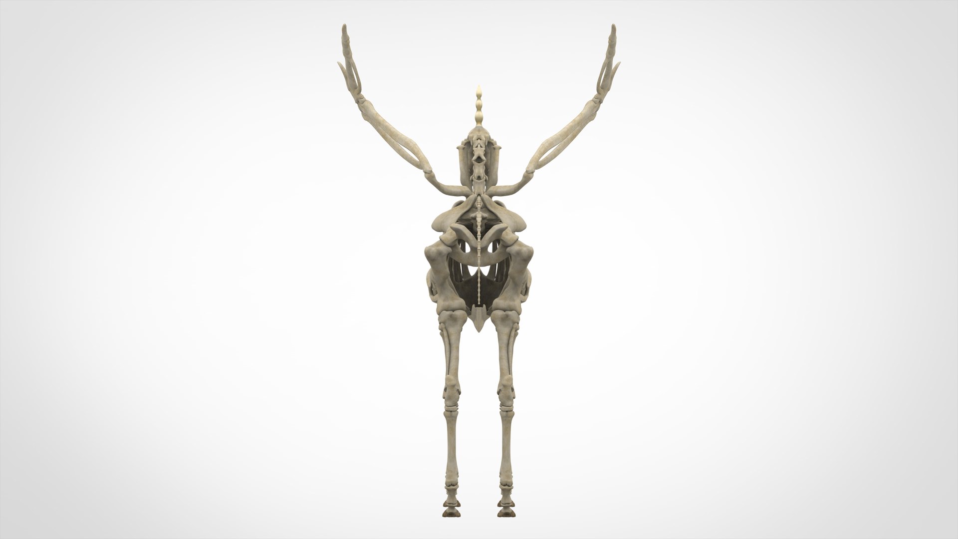 3D Alicorn Skeleton - TurboSquid 1523805