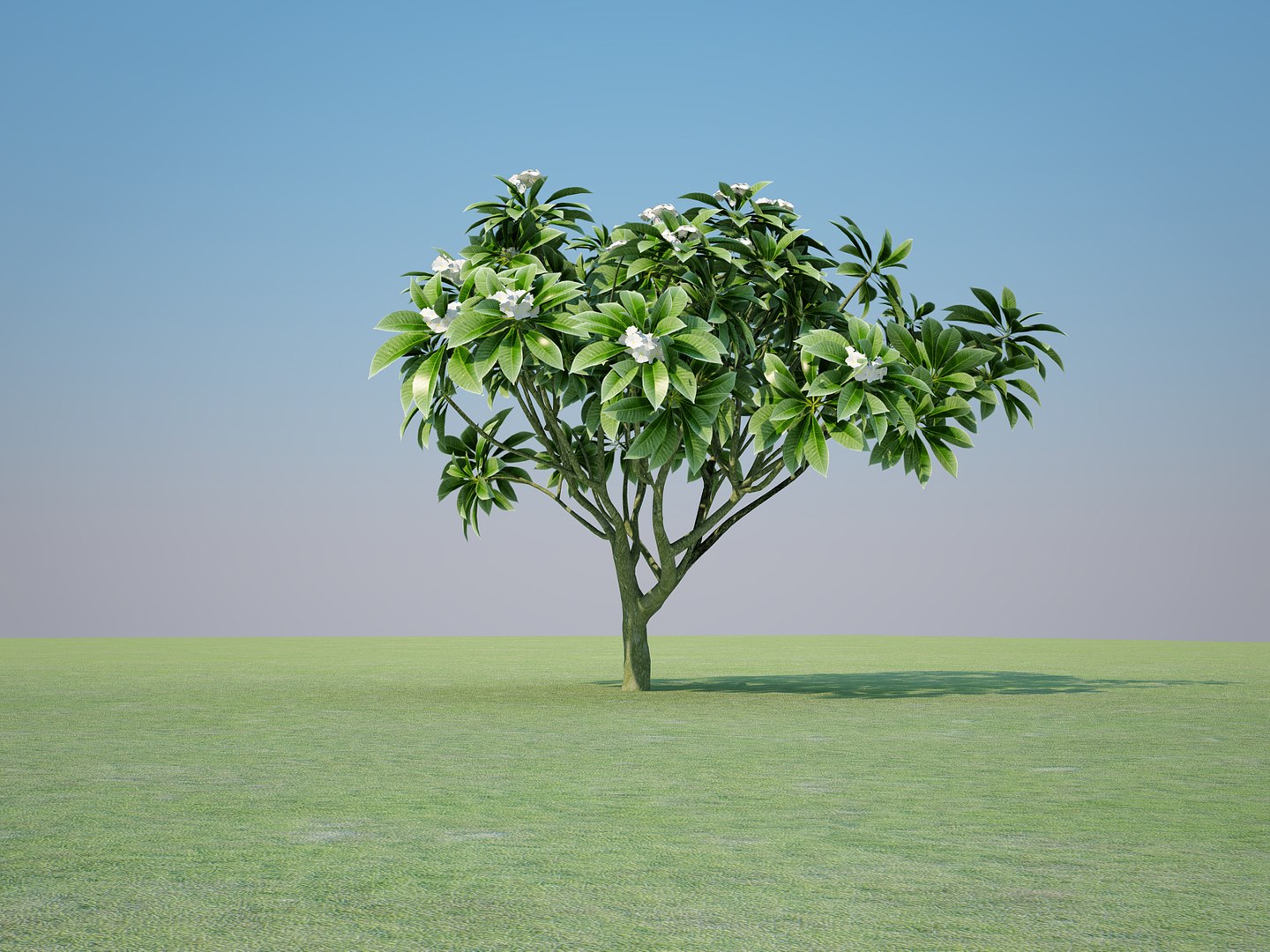 Plumeria Rubra Tree