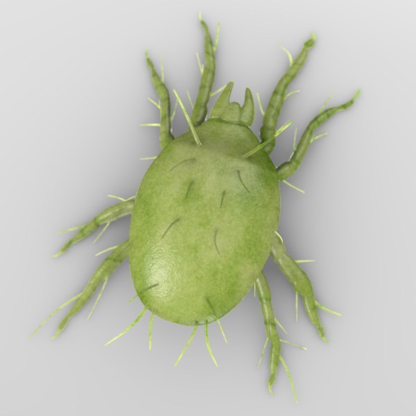 3d model mites