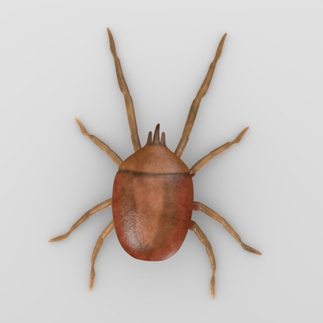 3d Model Mites