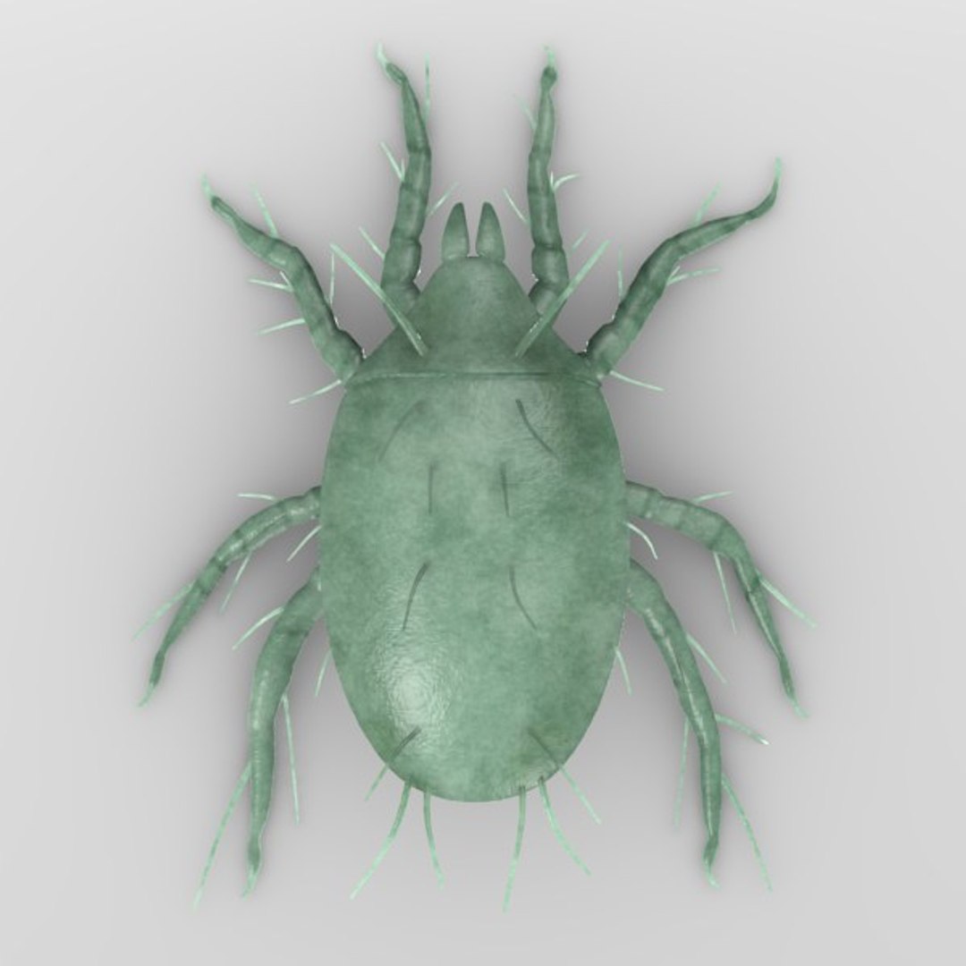3d Model Mites
