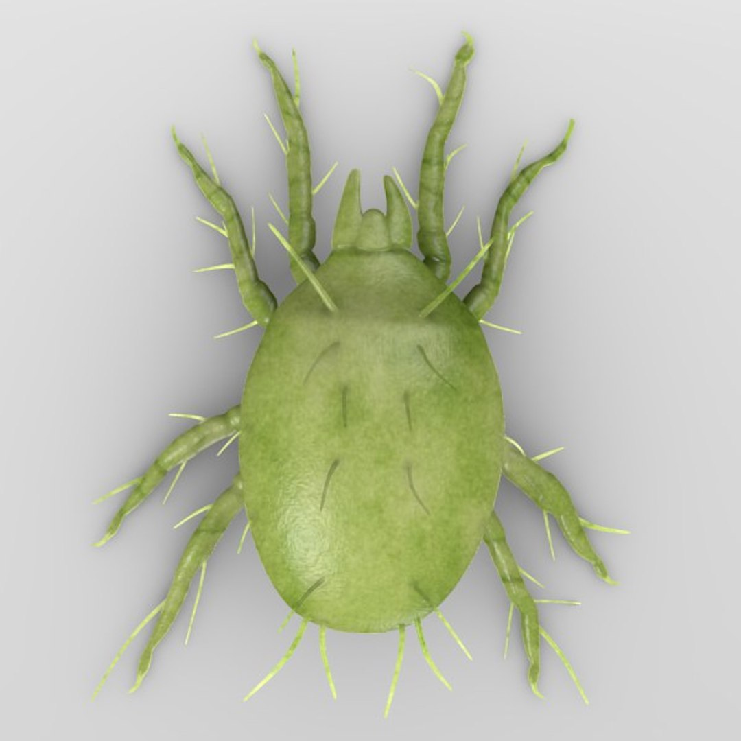 3d Model Mites