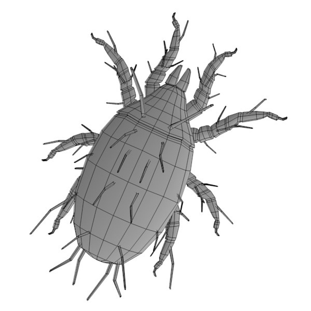 3d Model Mites