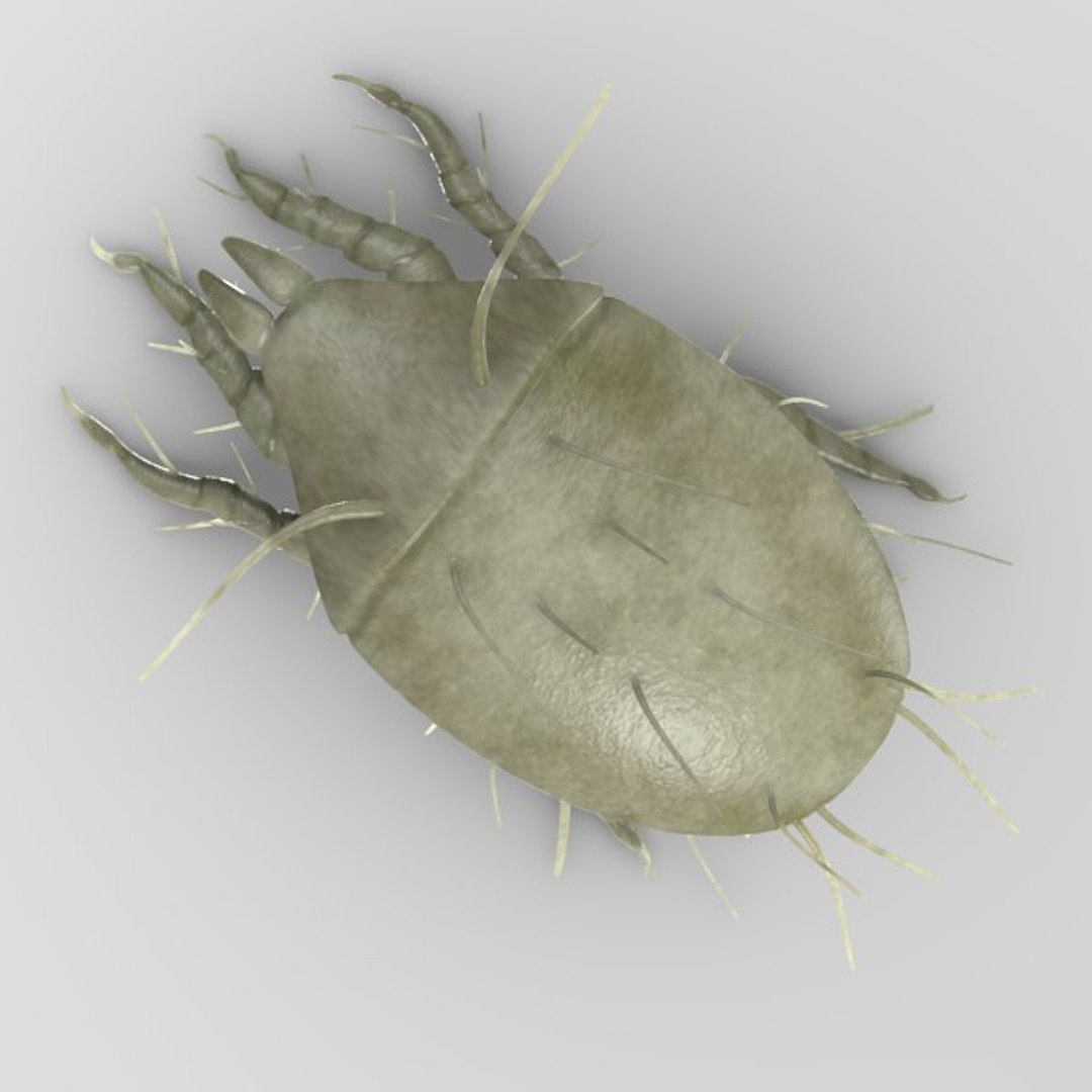 3d Model Mites