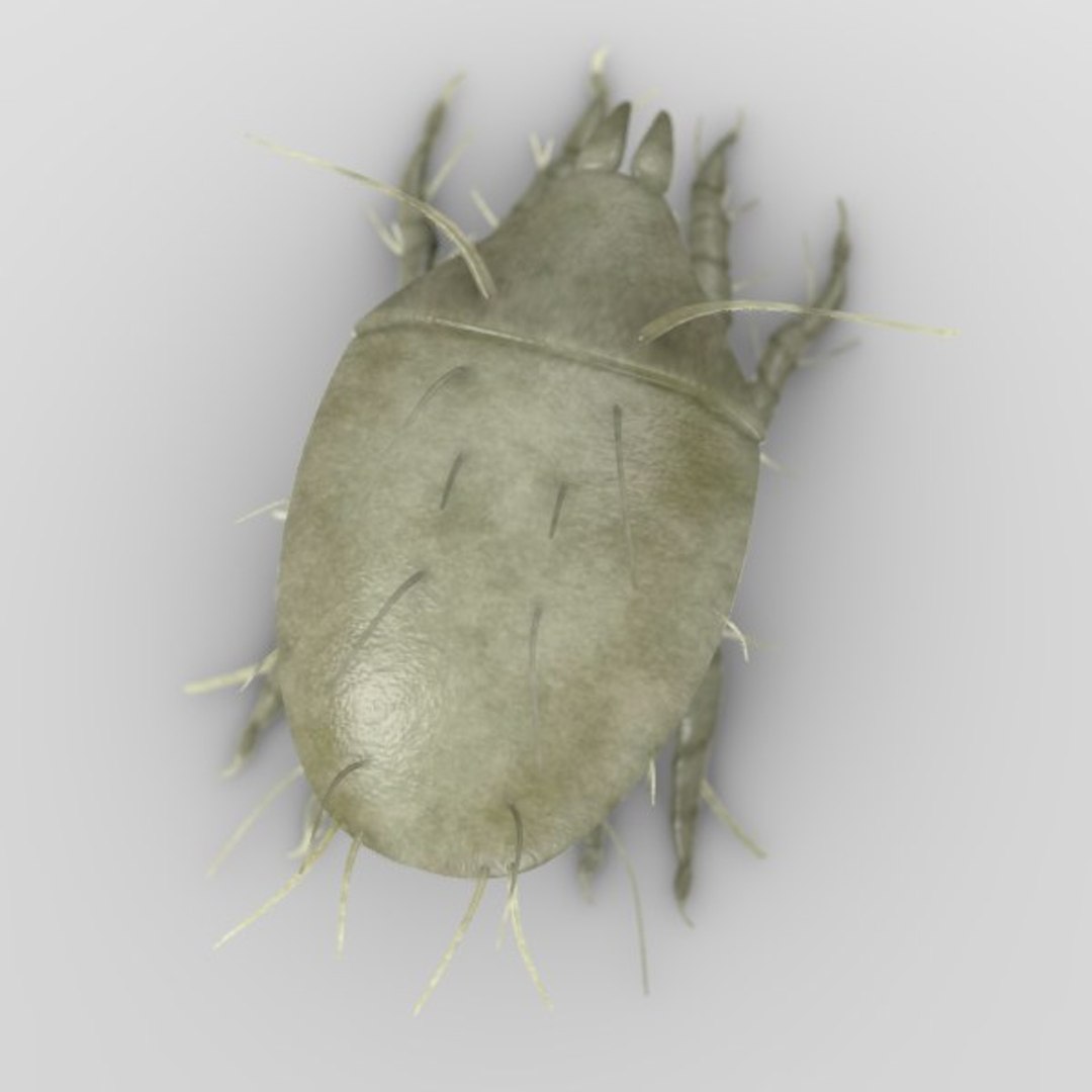 3d Model Mites