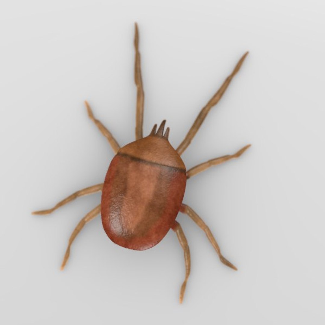 3d Model Mites