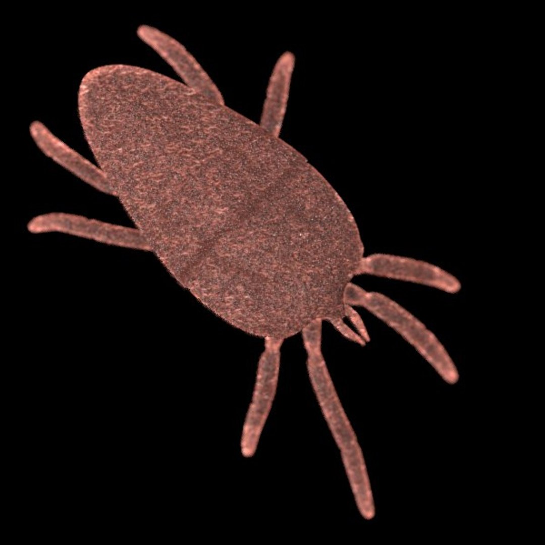 3d Model Mites