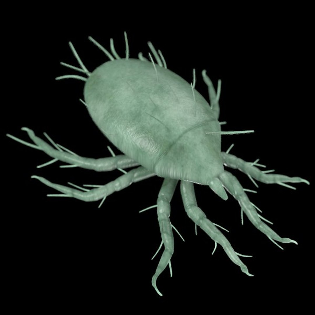 3d Model Mites