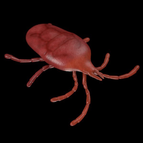 3d model mites
