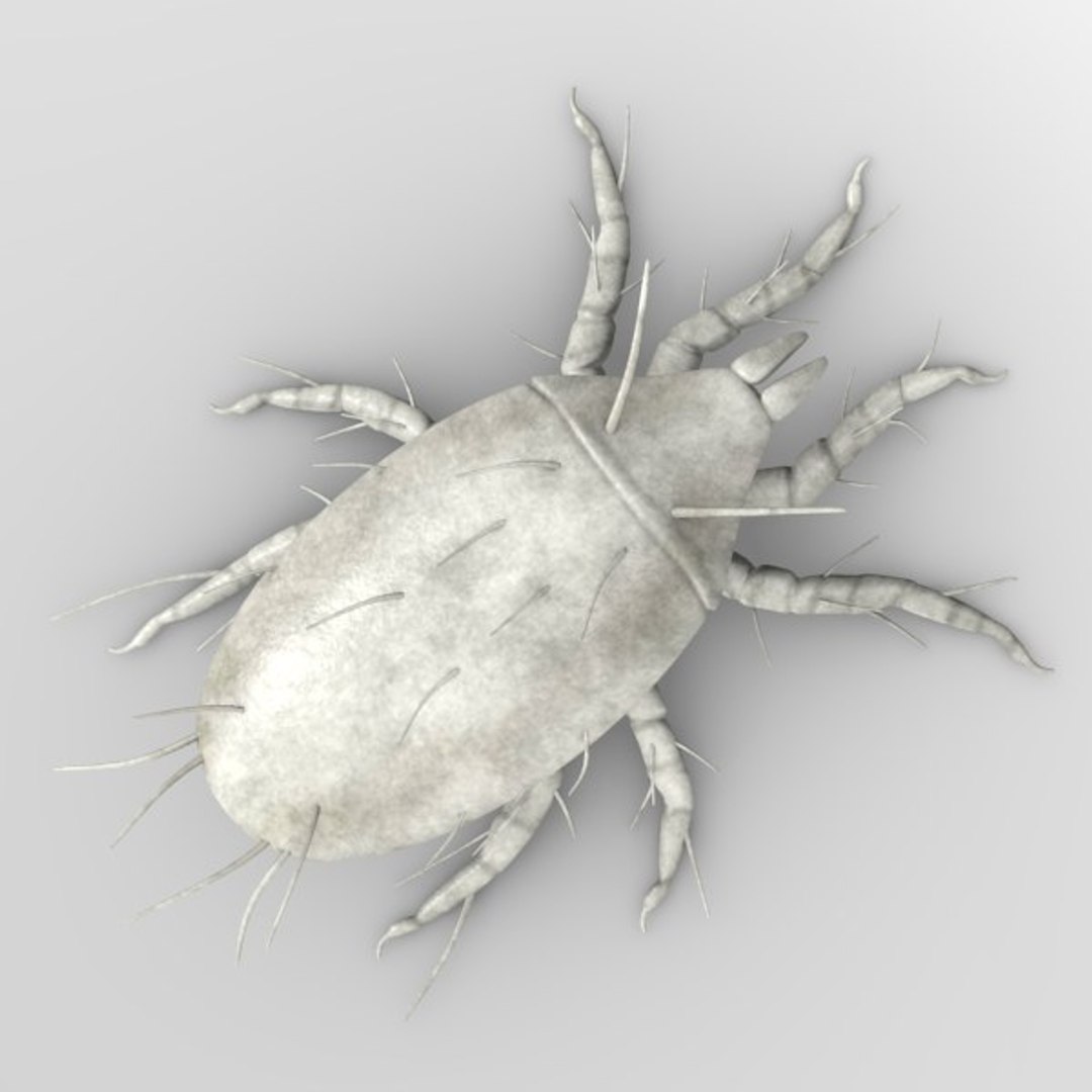 3d Model Mites