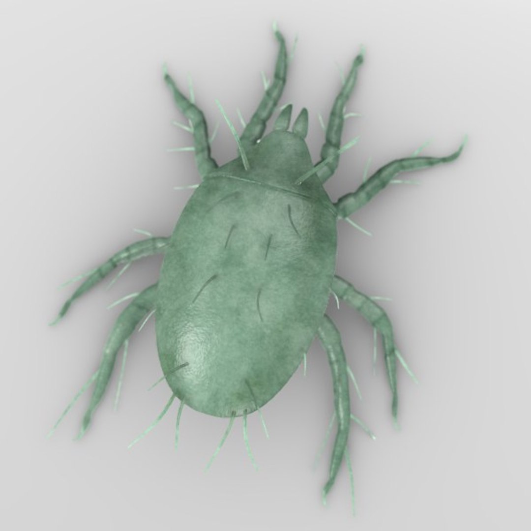 3d Model Mites
