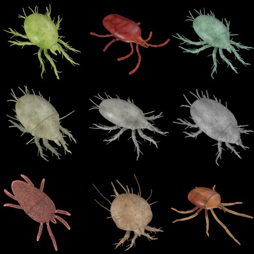 3d model mites