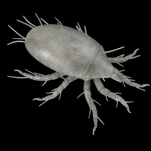 3d model mites
