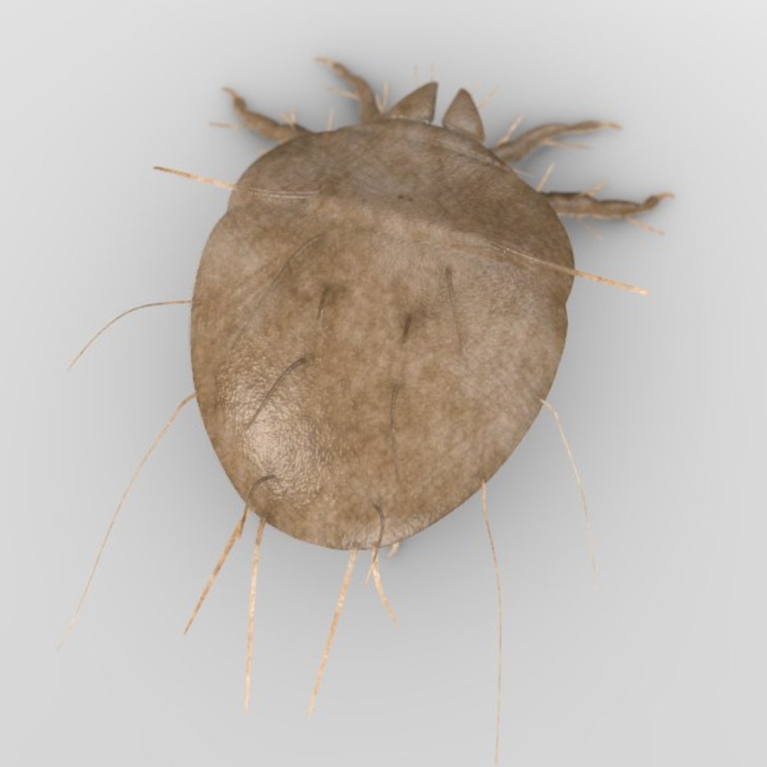 3d Model Mites
