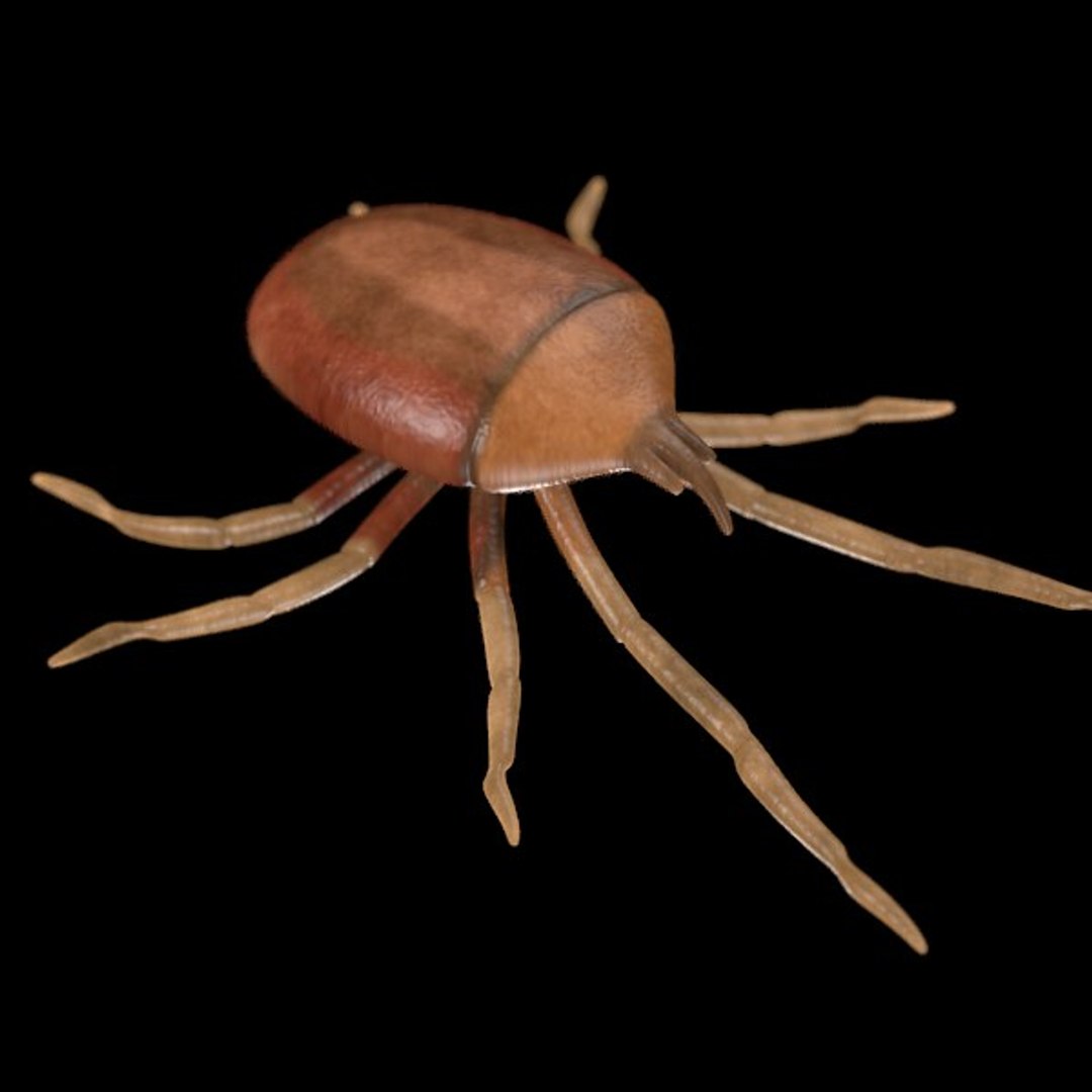 3d Model Mites