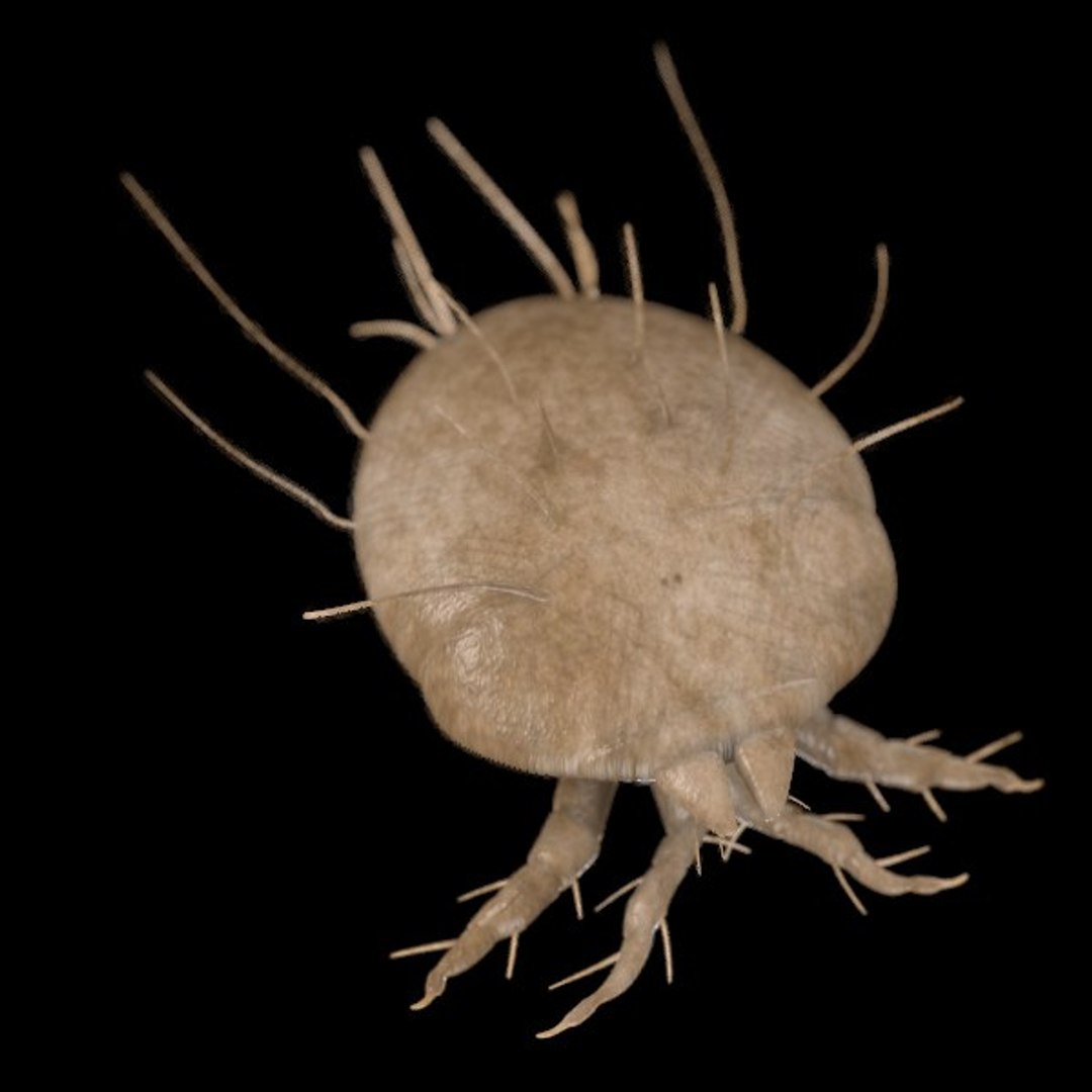 3d Model Mites