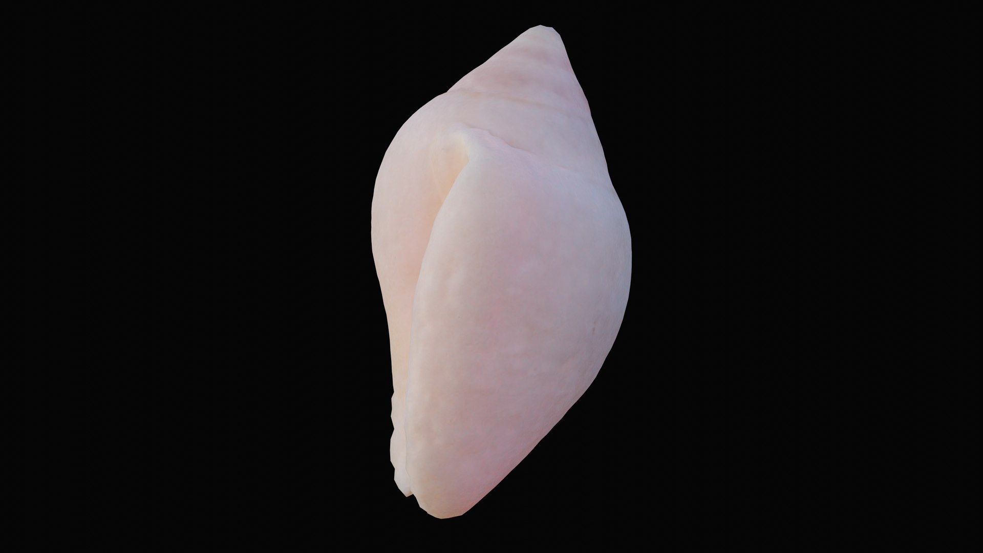 Shell Tiny Sea 3D Model - TurboSquid 1627546