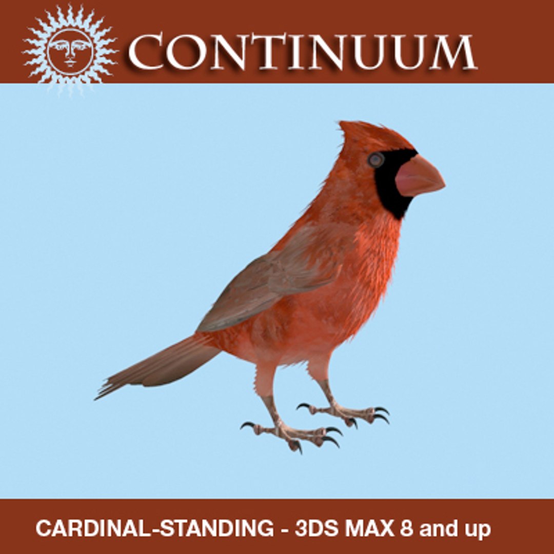 3d Model Bird Cardinal Standing Wings