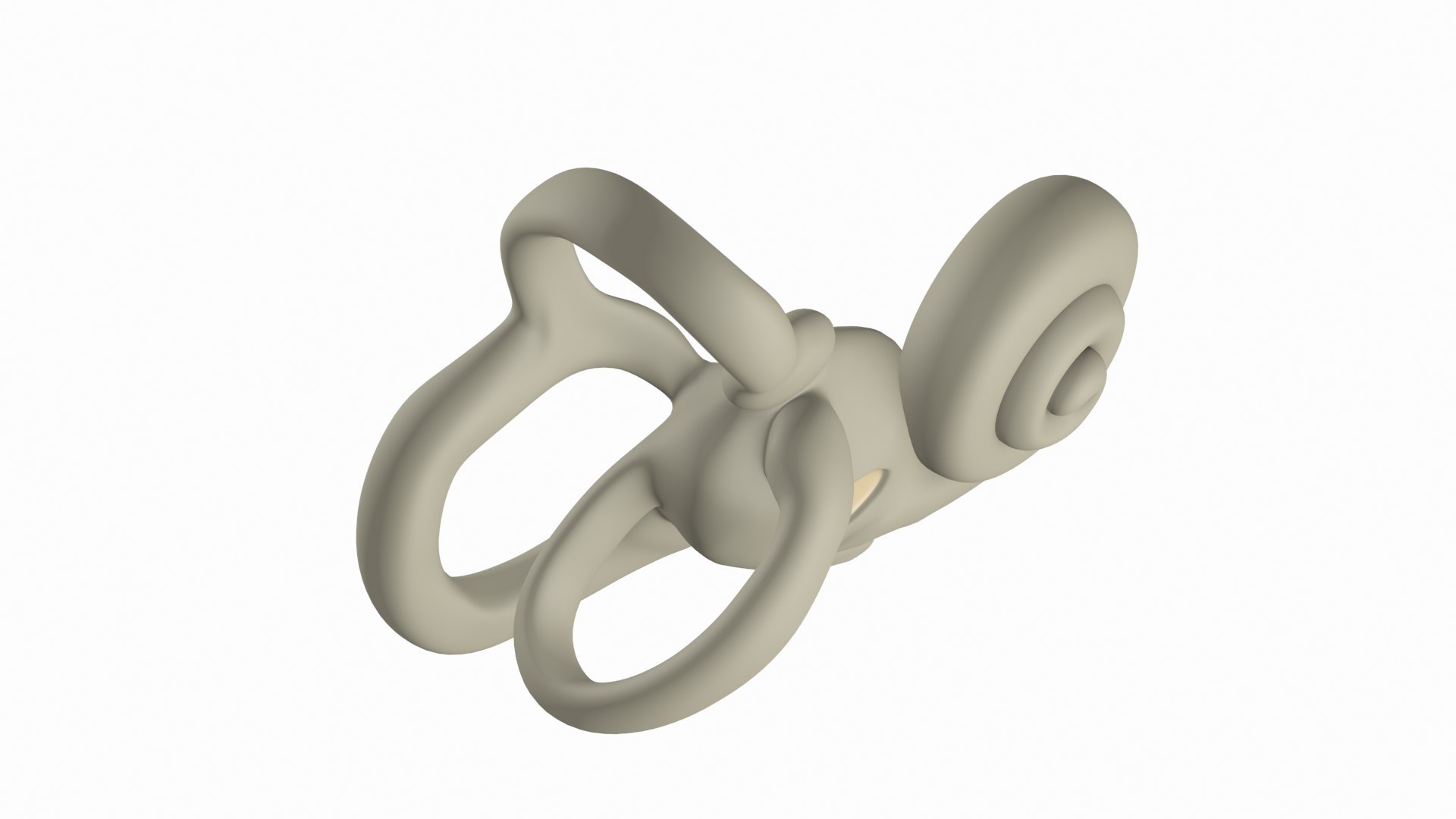 3D Inner Ear Bony Labyrinth Model - TurboSquid 1708149