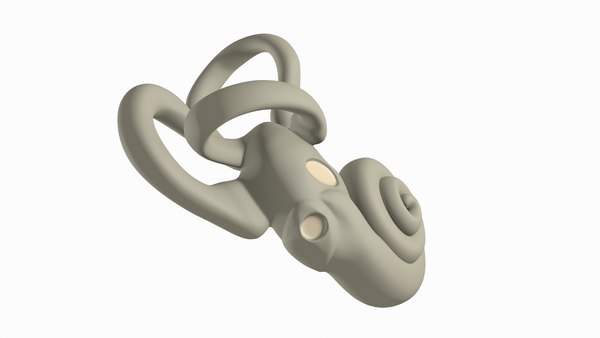 3D inner ear bony labyrinth model - TurboSquid 1708149