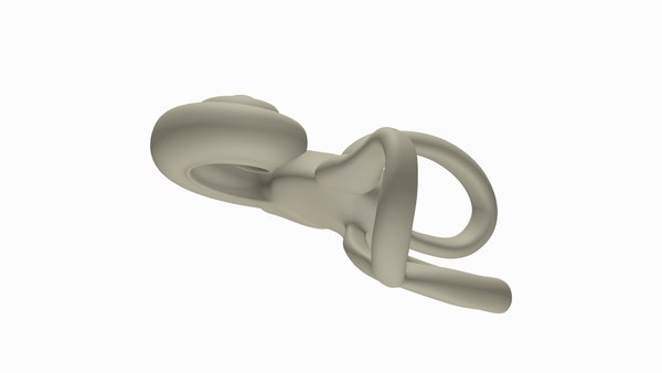 3D inner ear bony labyrinth model - TurboSquid 1708149