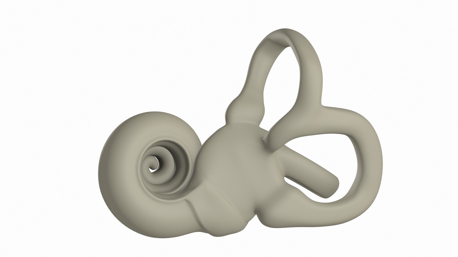 3D Inner Ear Bony Labyrinth Model - TurboSquid 1708149