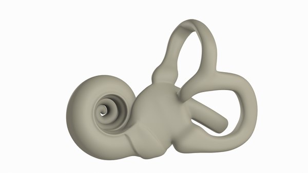 3D inner ear bony labyrinth model - TurboSquid 1708149
