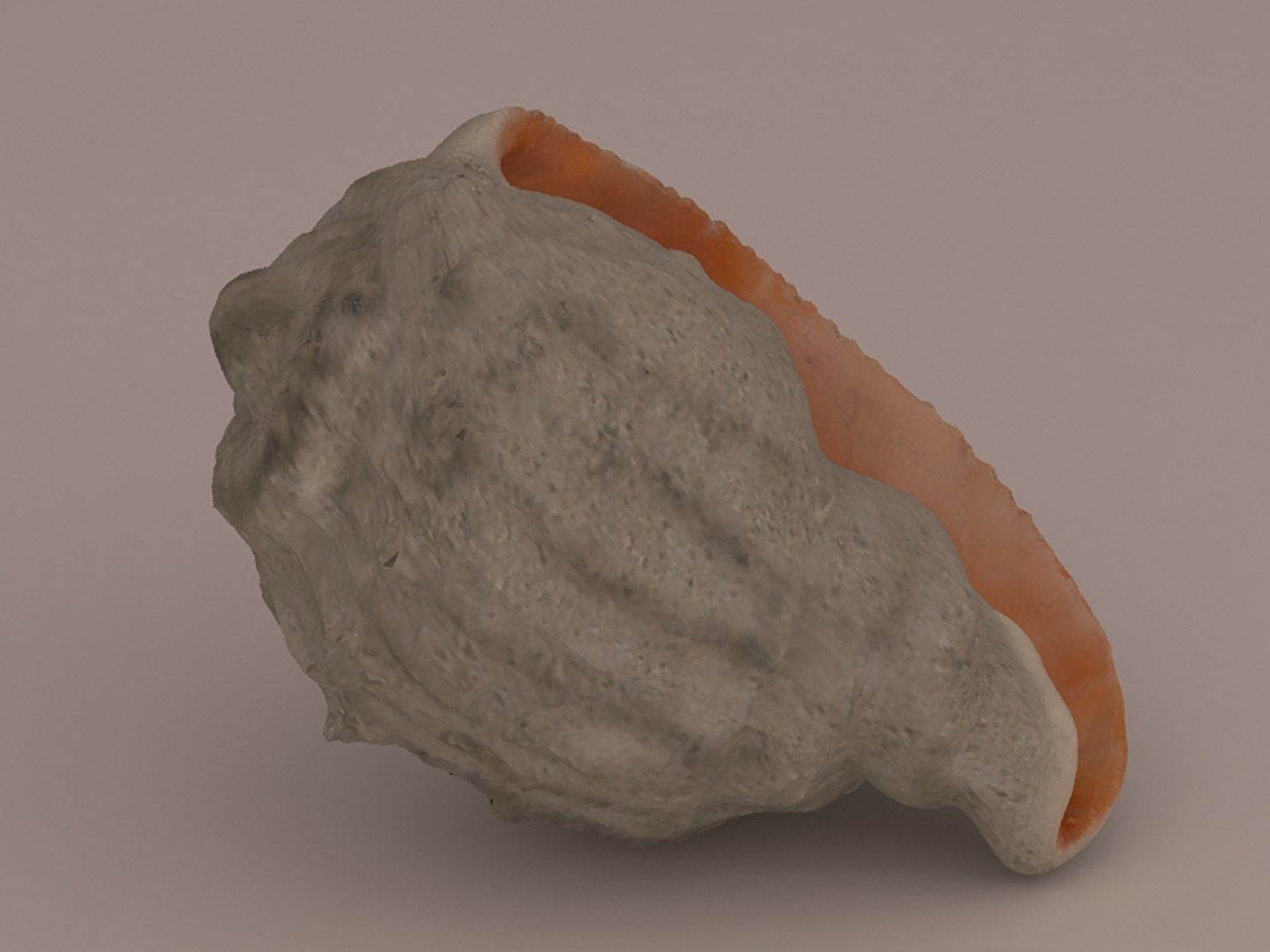 3d Max Seashell Aquarium