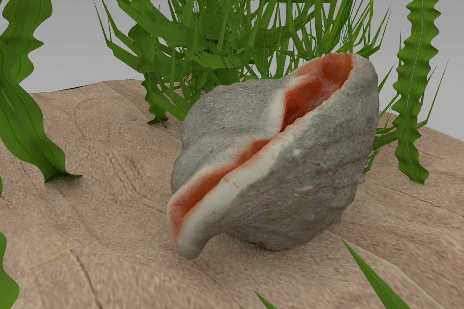 3d Max Seashell Aquarium