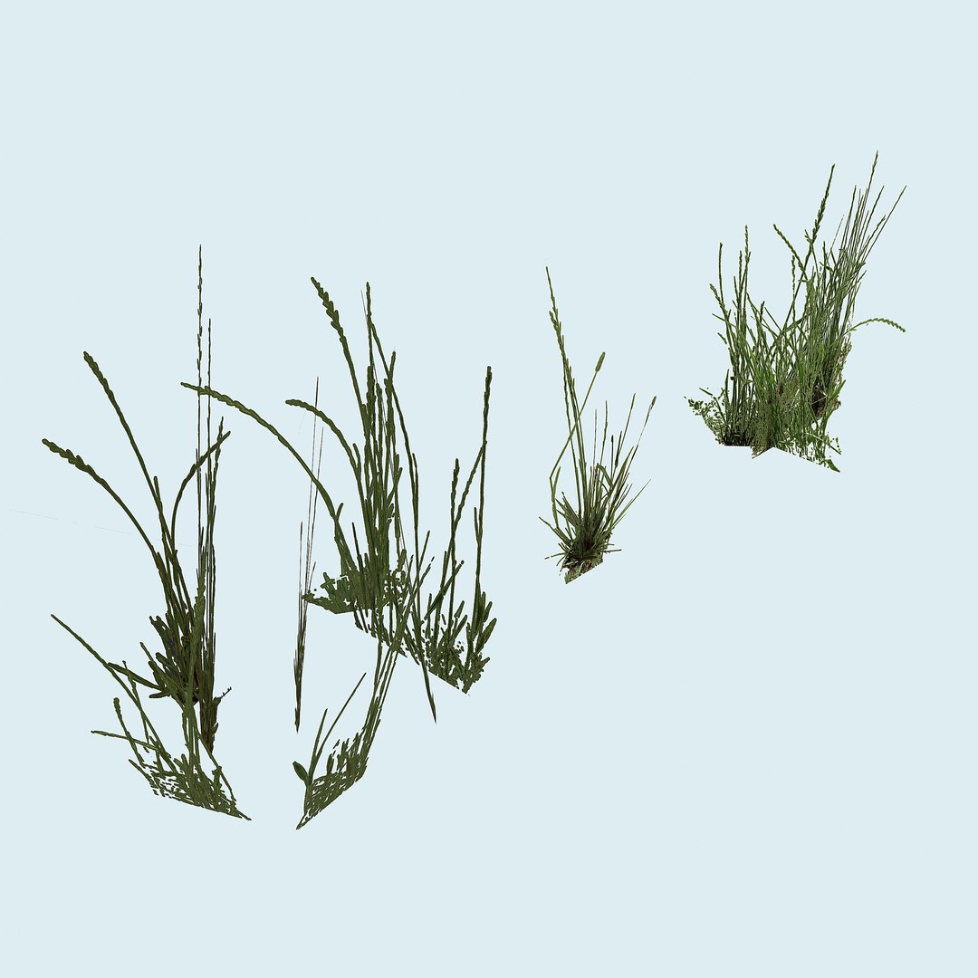Grass Wild 3D - TurboSquid 1636117