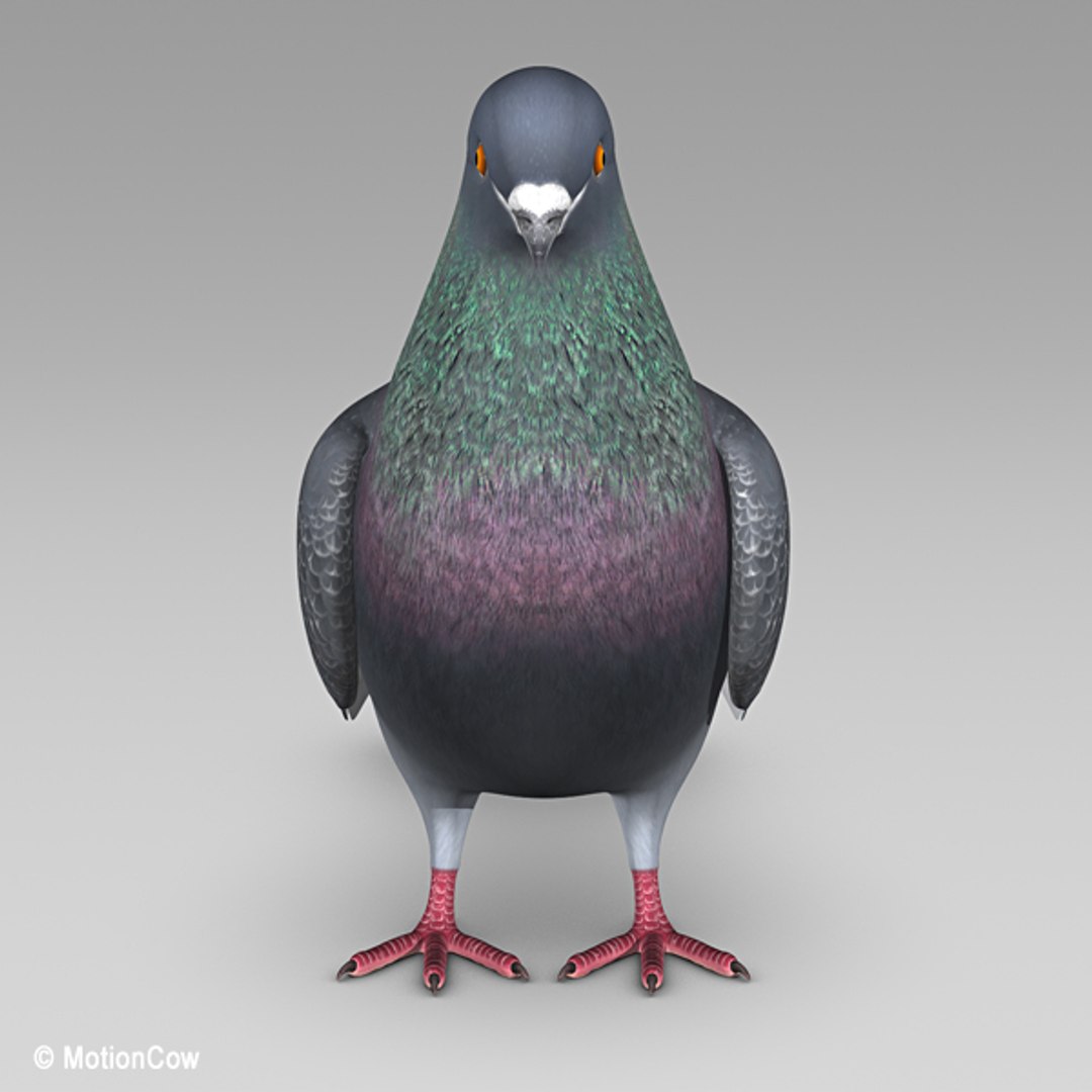 3d max realistic pigeon b wings