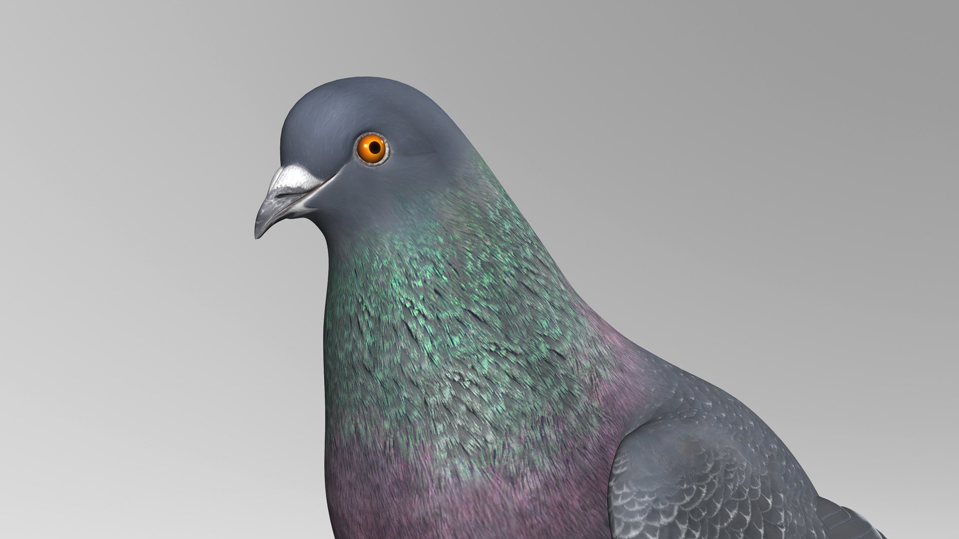 3d Max Realistic Pigeon B Wings