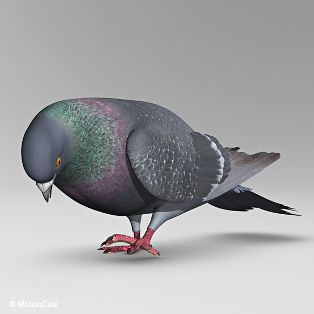 3d max realistic pigeon b wings