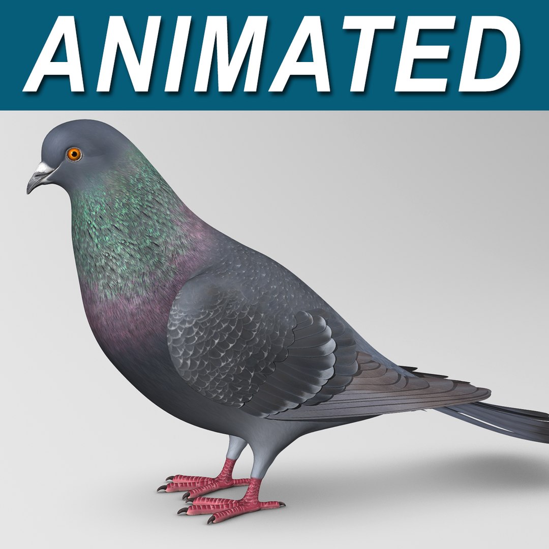 3d Max Realistic Pigeon B Wings