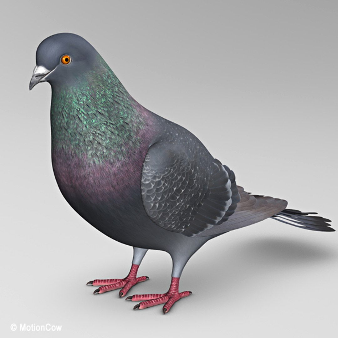 3d max realistic pigeon b wings