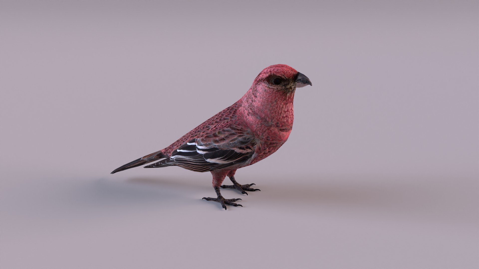 3D Birds Collection - TurboSquid 1886964