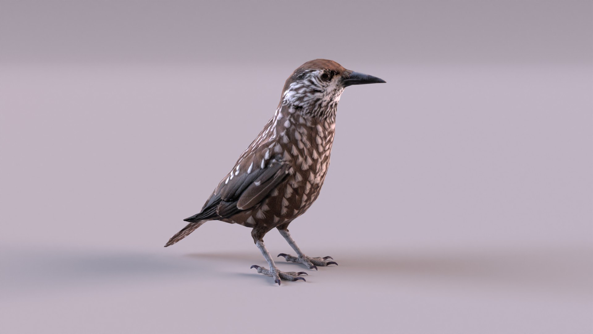 3D Birds Collection - TurboSquid 1886964