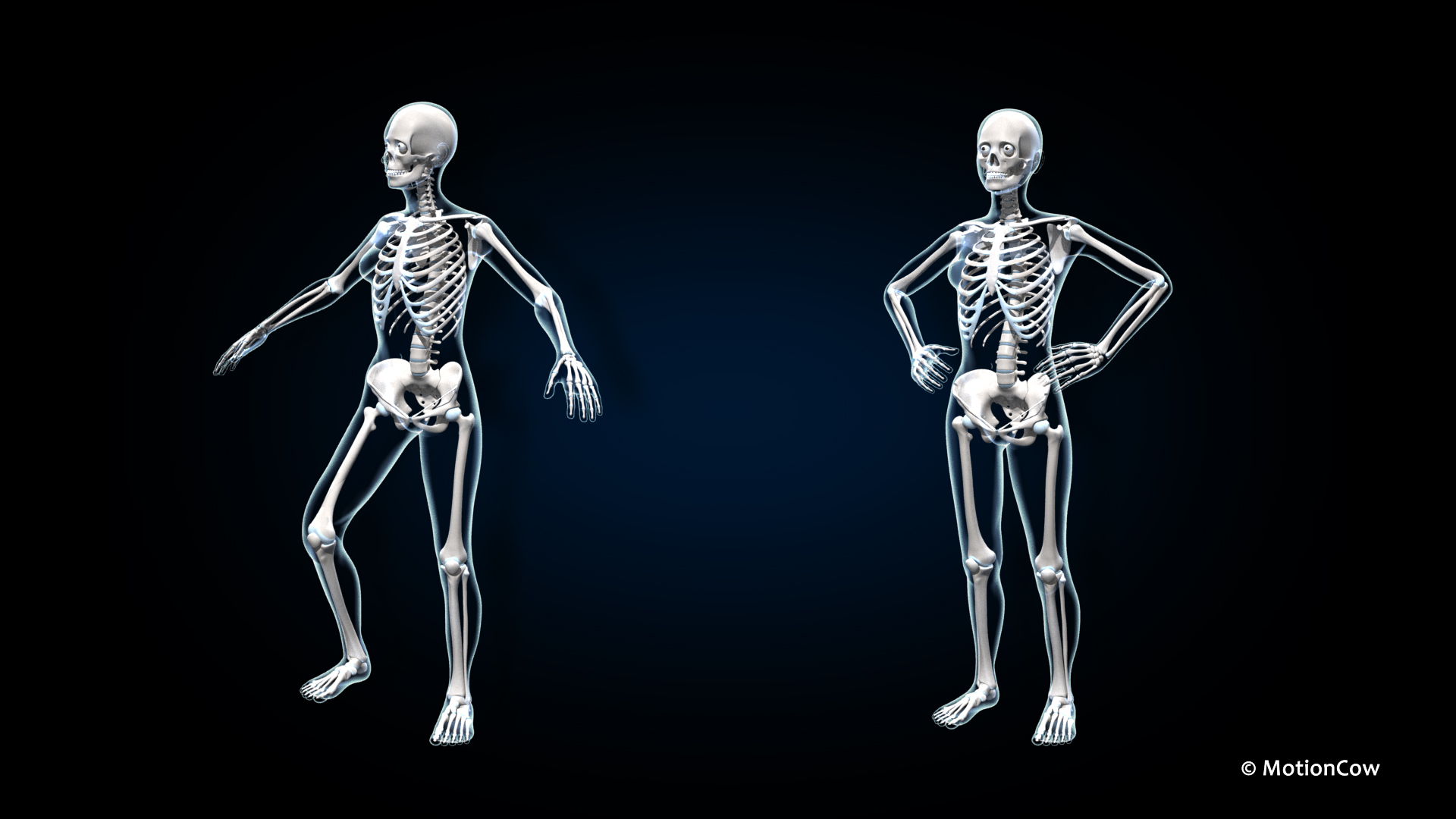 3D Model Female Skeleton - Rigged - TurboSquid 2022150