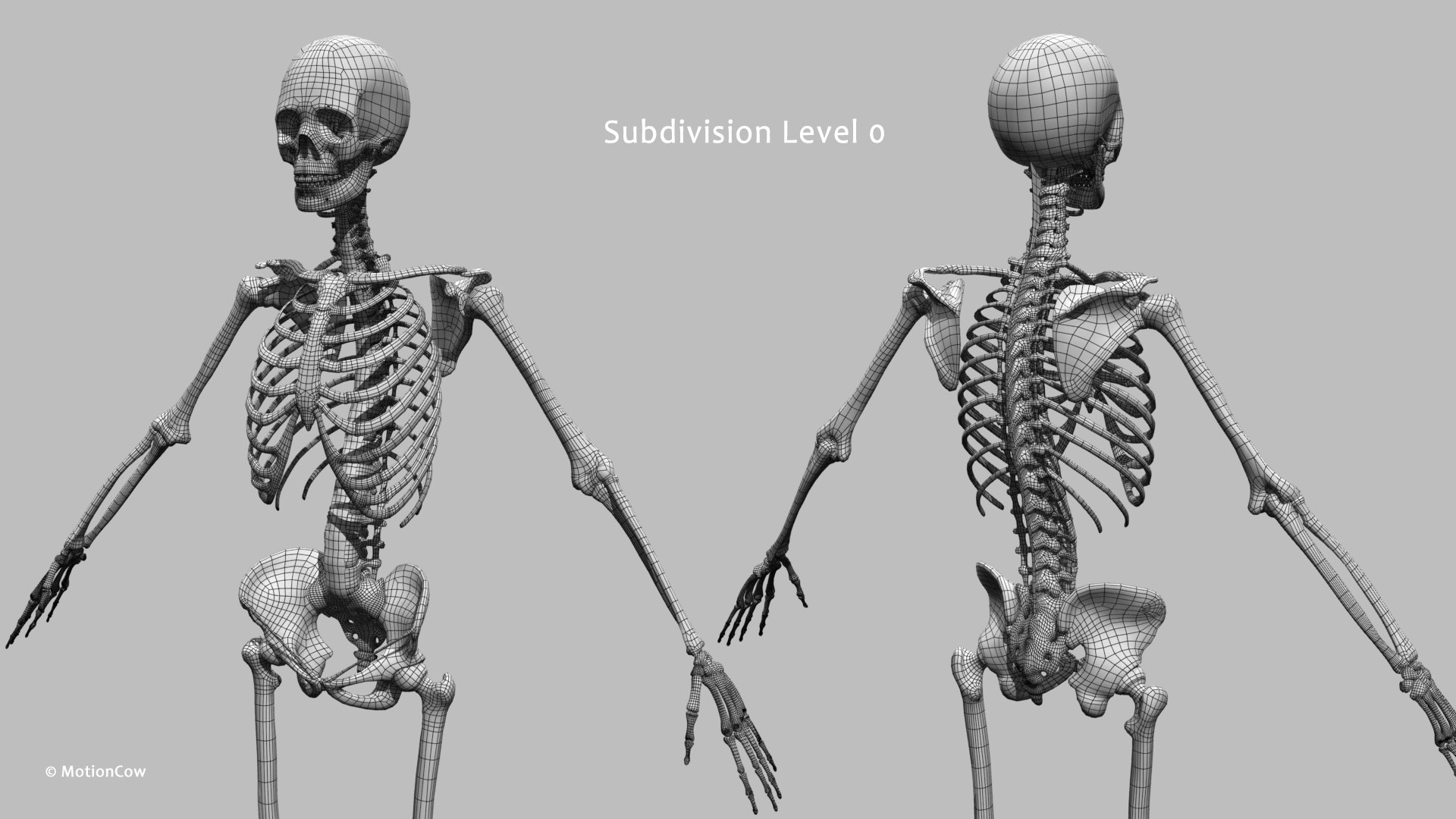 3D Model Female Skeleton - Rigged - TurboSquid 2022150