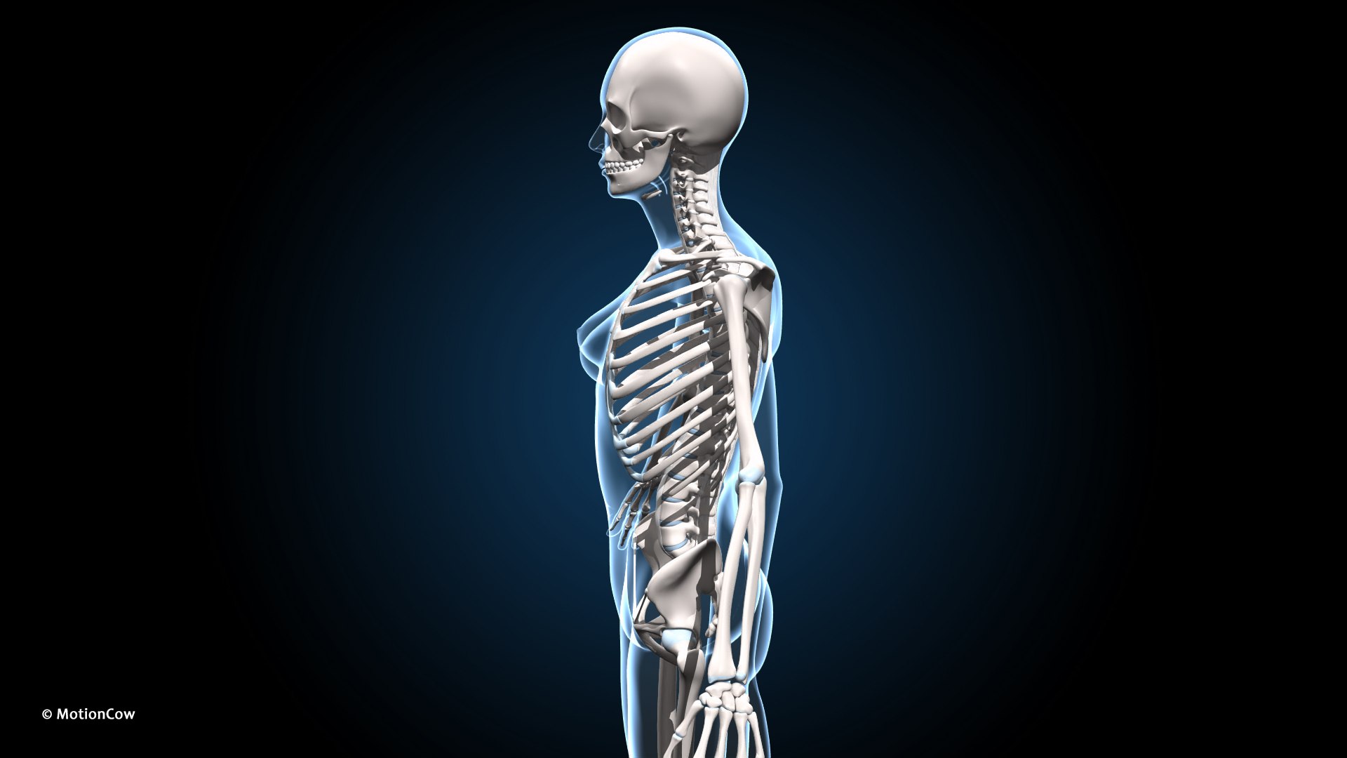 3D Model Female Skeleton - Rigged - TurboSquid 2022150