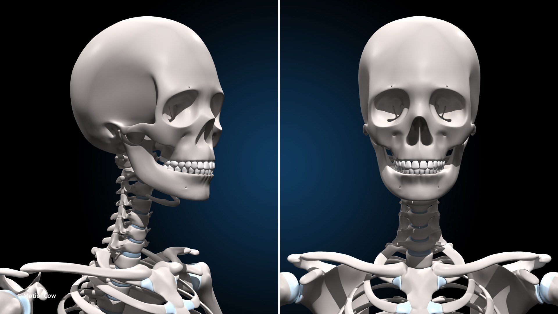 3D Model Female Skeleton - Rigged - TurboSquid 2022150