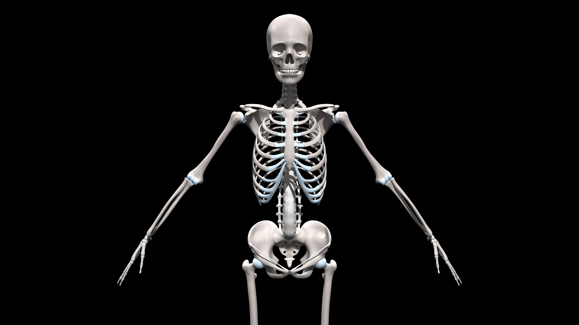 3D Model Female Skeleton - Rigged - TurboSquid 2022150